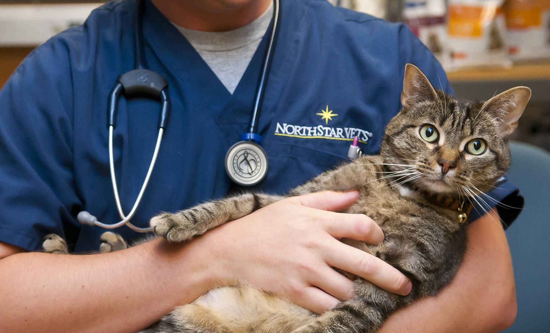 Veterinary Specialties - NorthStar VETS