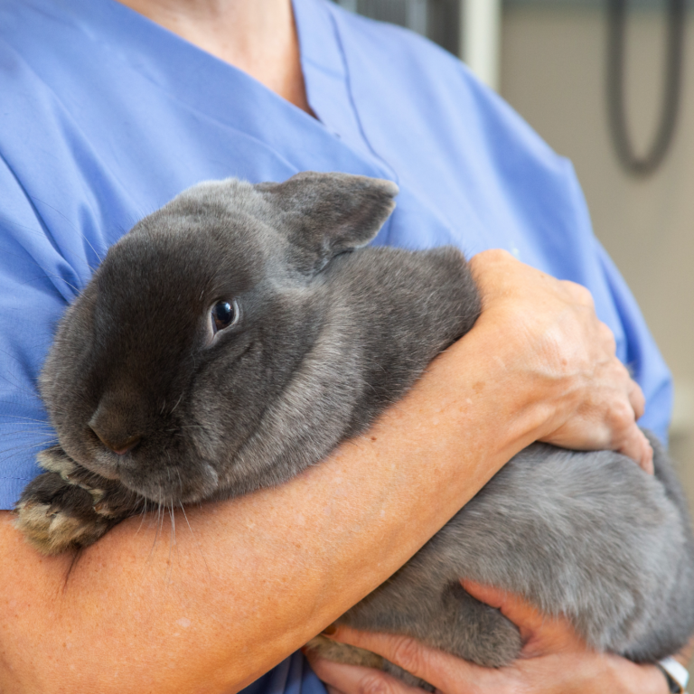 Veterinary Emergency & Specialty Care New Jersey - NorthStar VETS